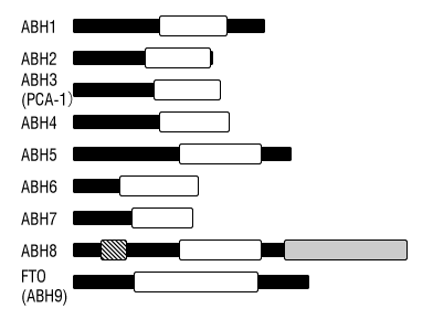 TECHNICAL INFO | HOIST Corp.